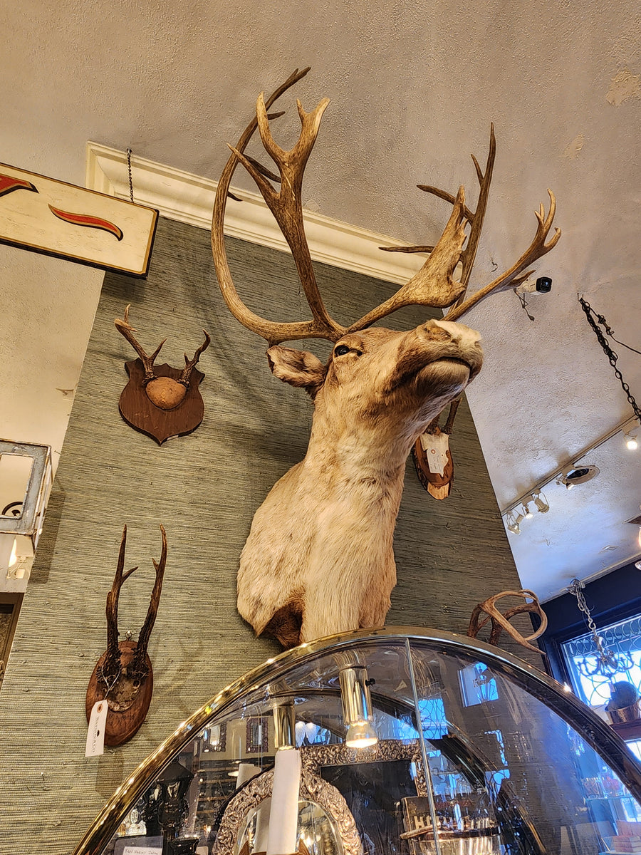 Cariboo Mount – Watson and Co